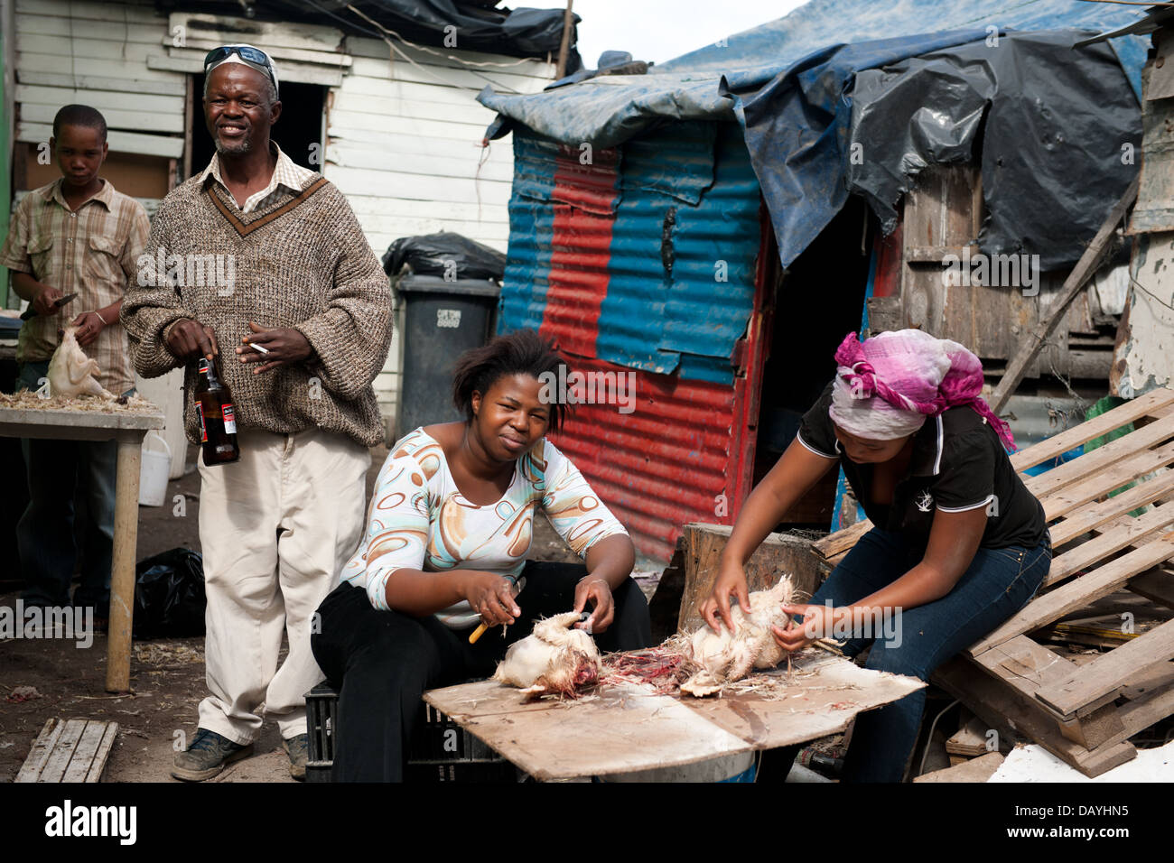 Women plucking chickens in shebeen, Imizamo Yethu township, Hout Bay ...