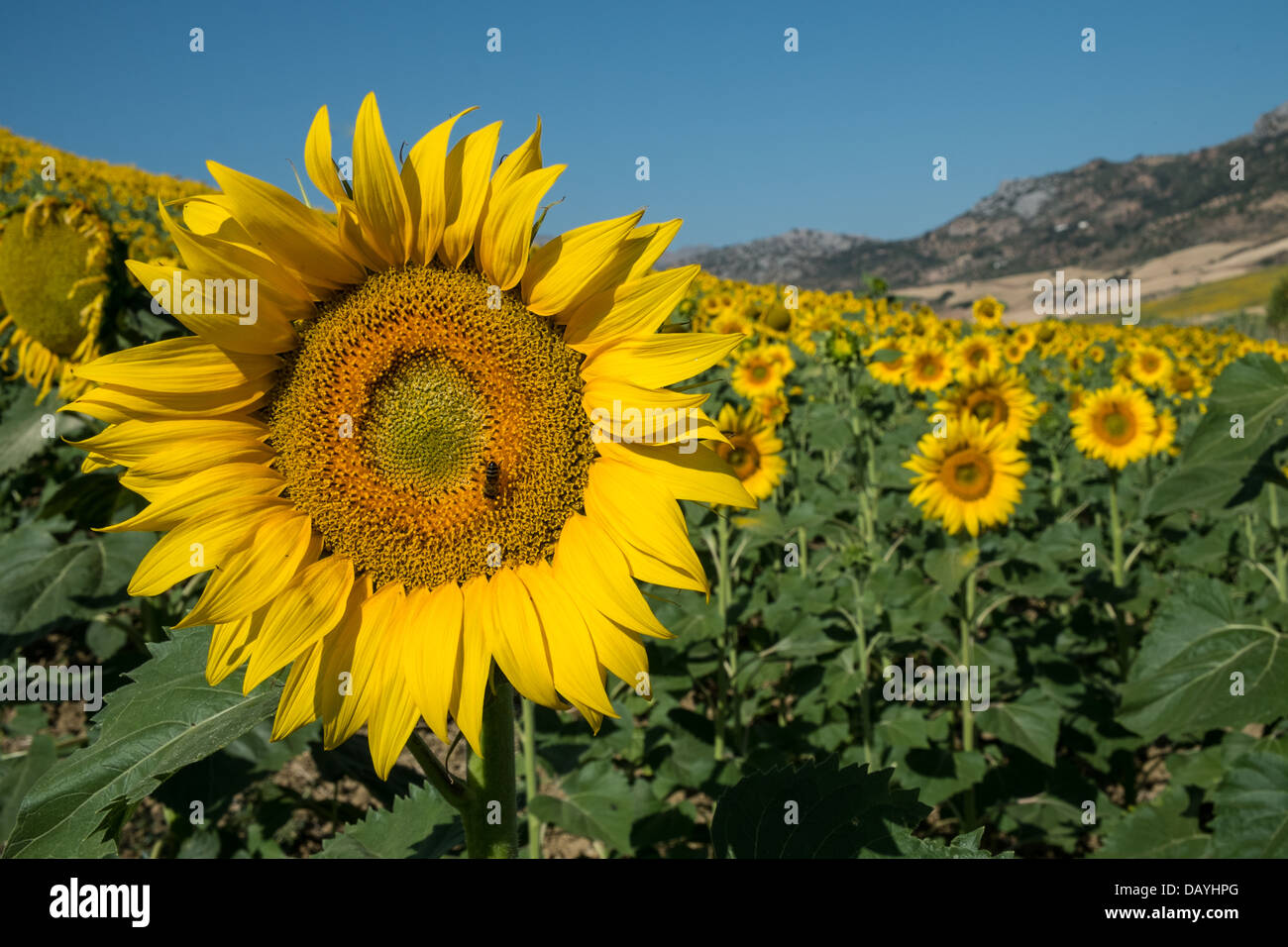 Sunflowers Facing Sun High Resolution Stock Photography and Images - Alamy