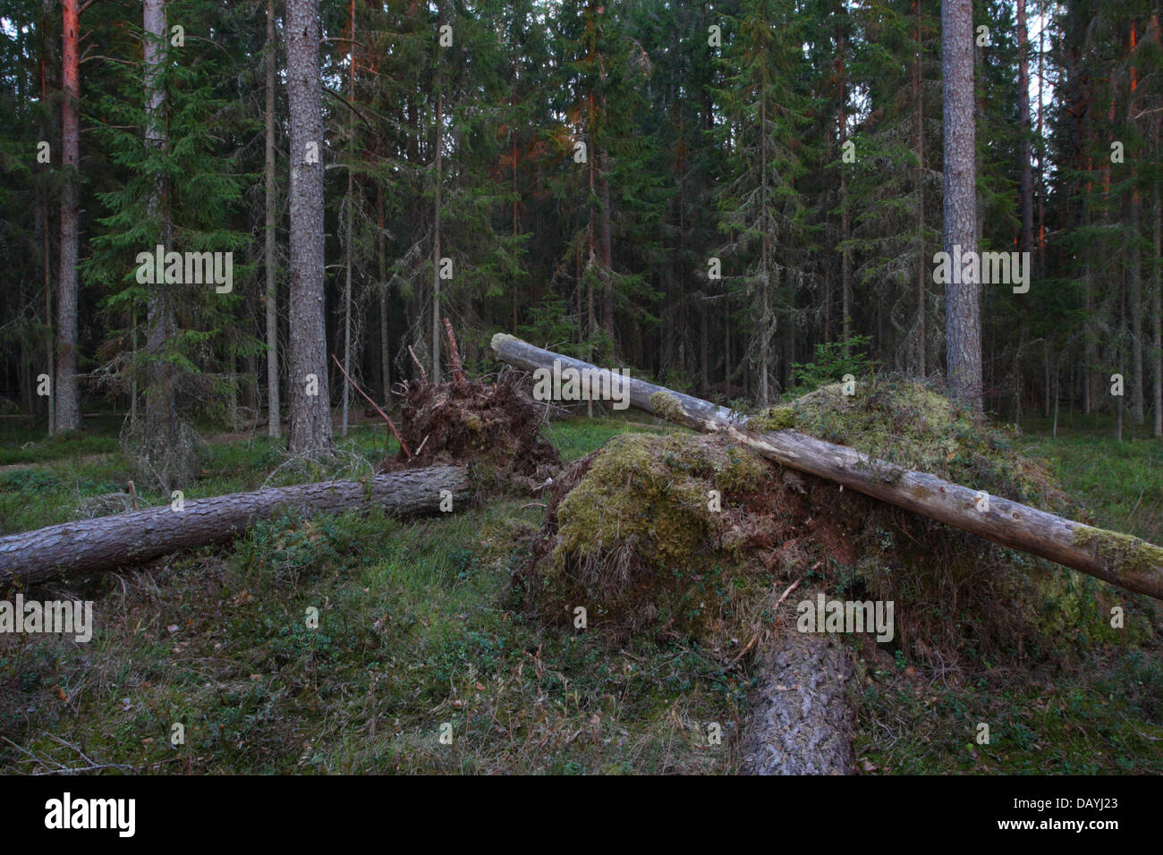Old boreal forest. Alam-Pedja nature reserve, Estonia Stock Photo - Alamy