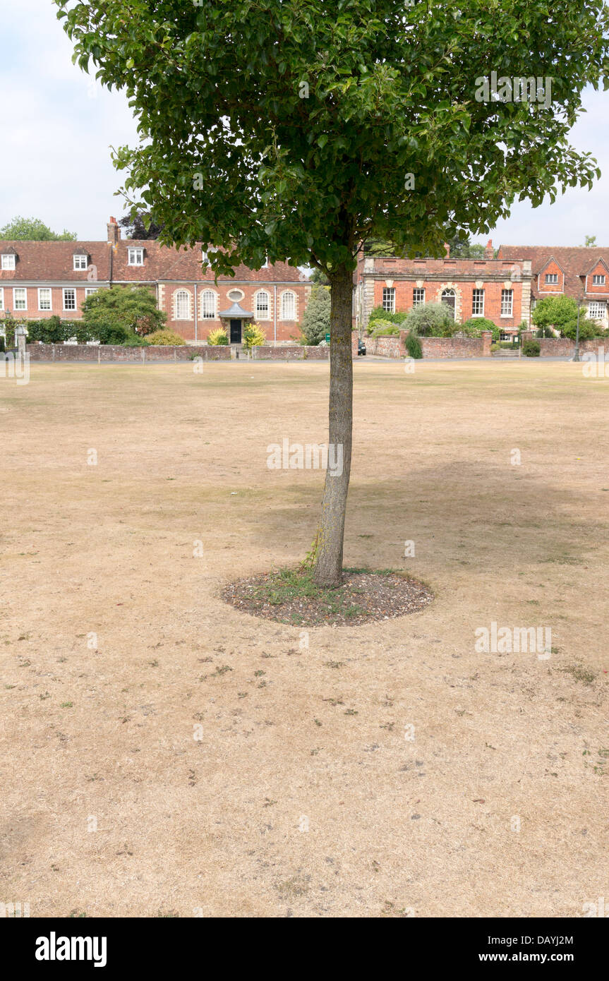 Dried and parched grass in British summertime with tree in foreground ...