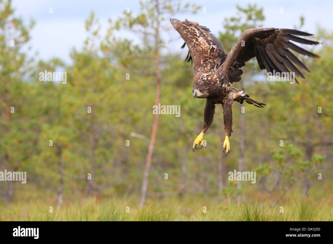 White-tailed Eagle (Haliaeetus albicilla) in flight, bog habitat ...