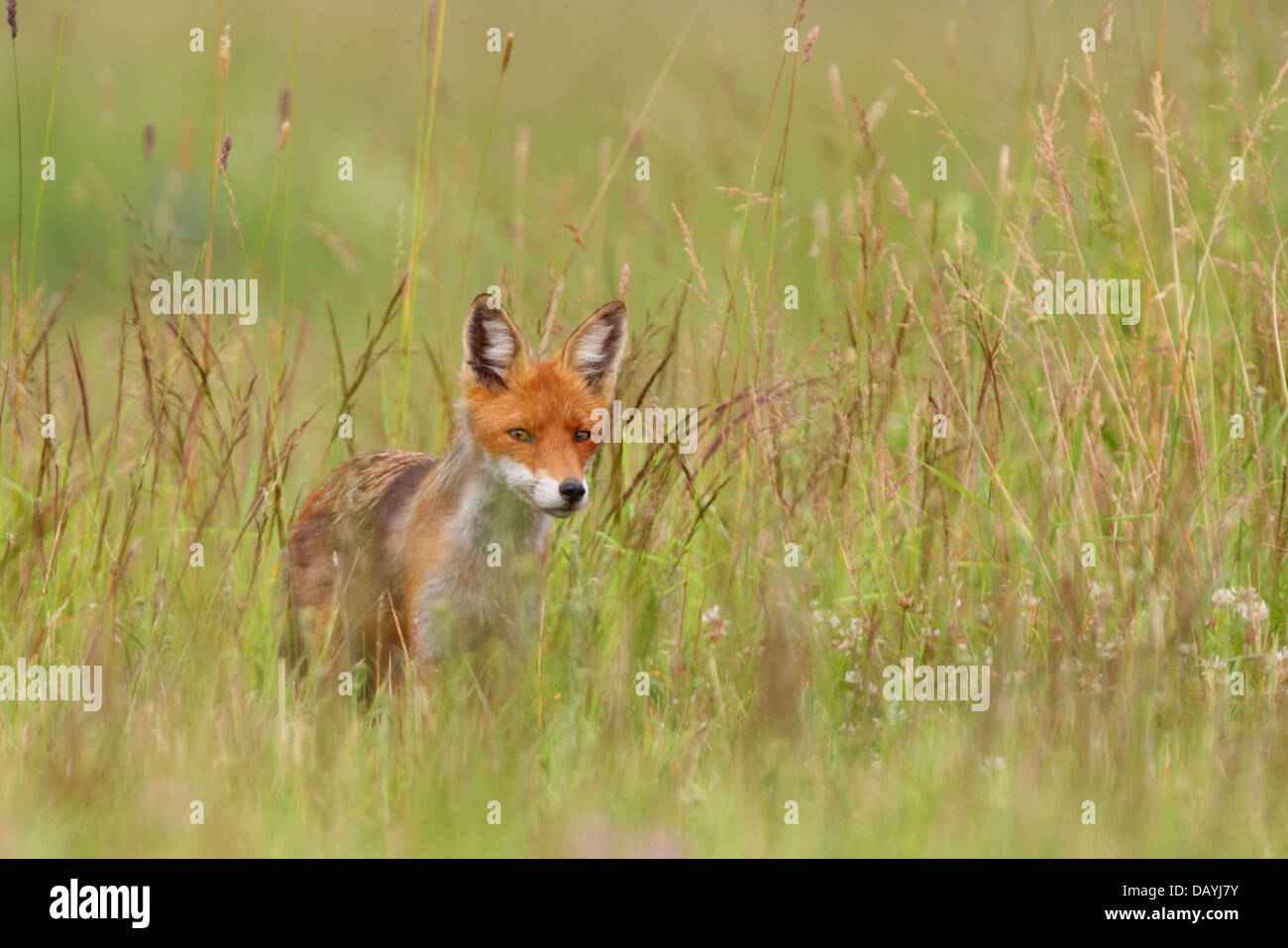 Adult red fox hi-res stock photography and images - Alamy