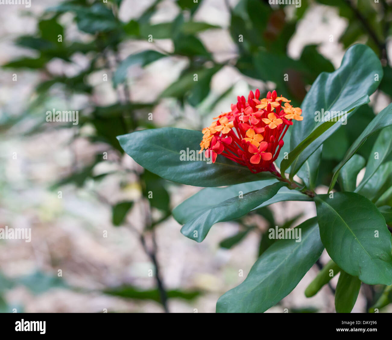 Red flower of rubiaceae family Ixora parviflora Vahl Stock Photo - Alamy