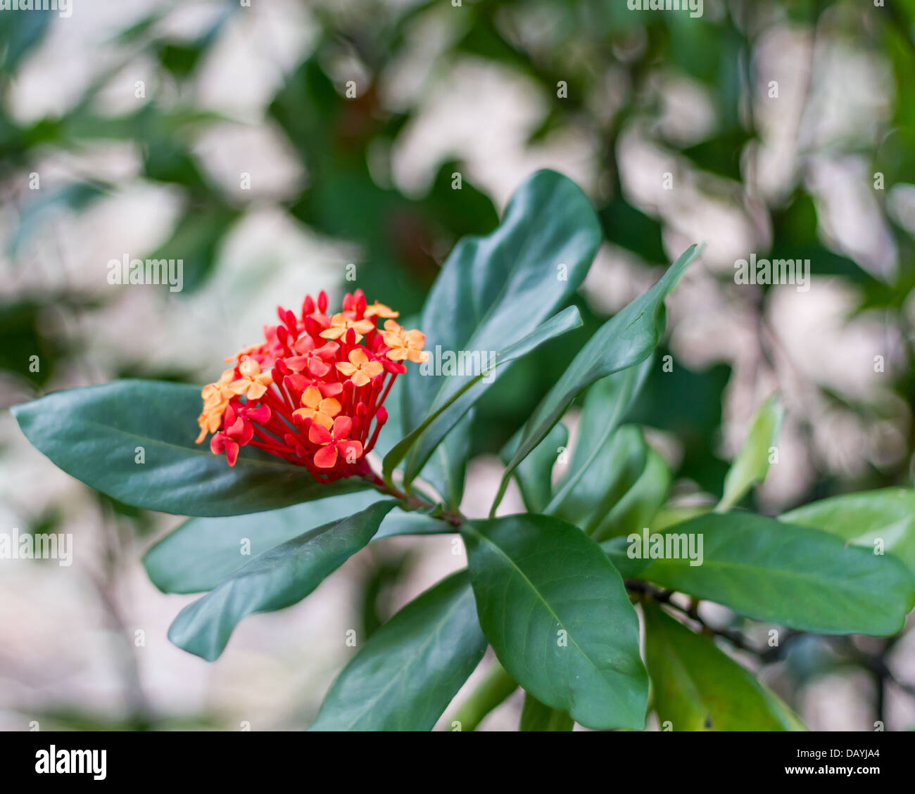 Rubiaceae family hi-res stock photography and images - Alamy