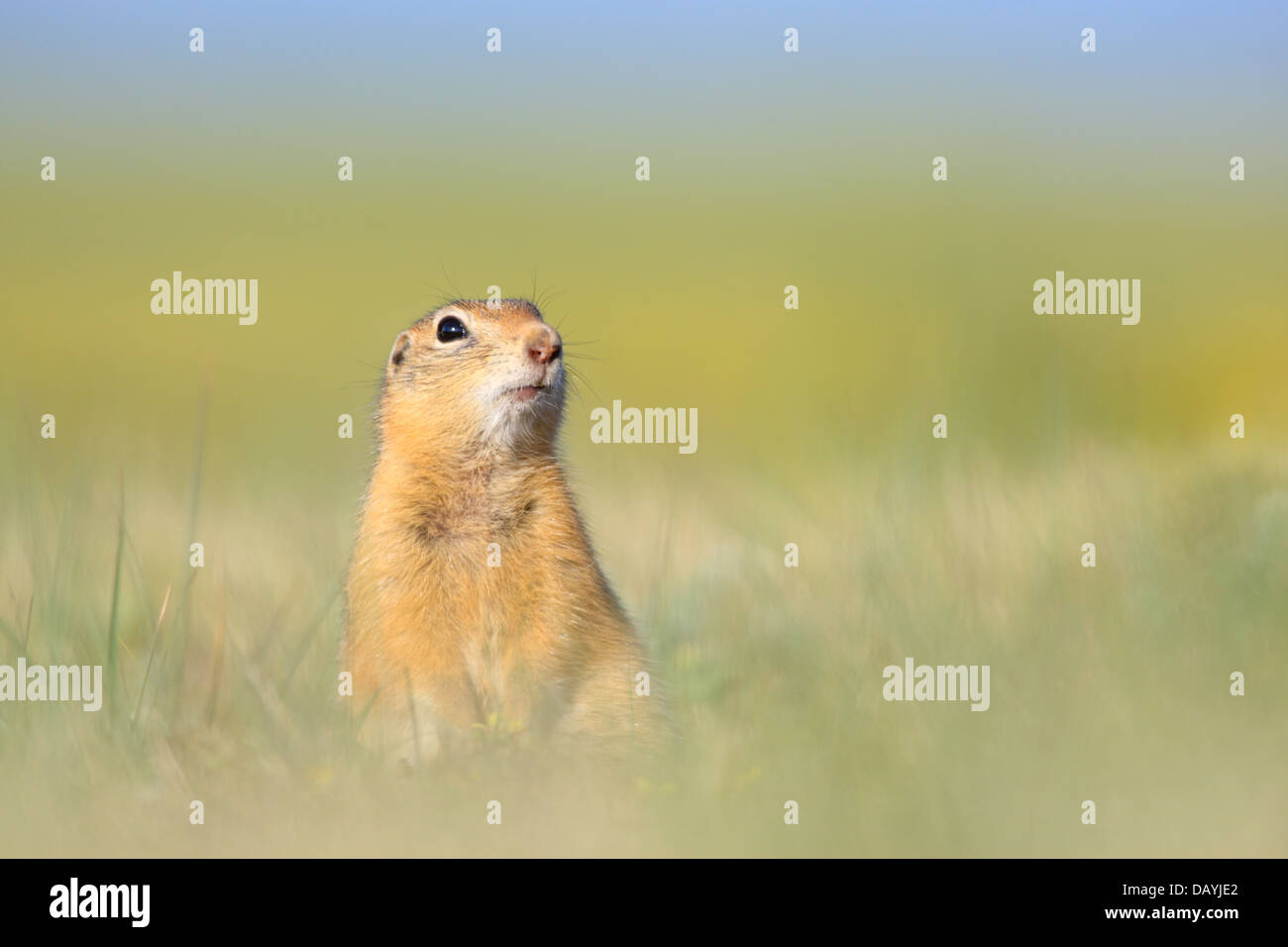 Long-tailed Ground Squirrel (Spermophilus undulatus), Baikal, Siberia ...