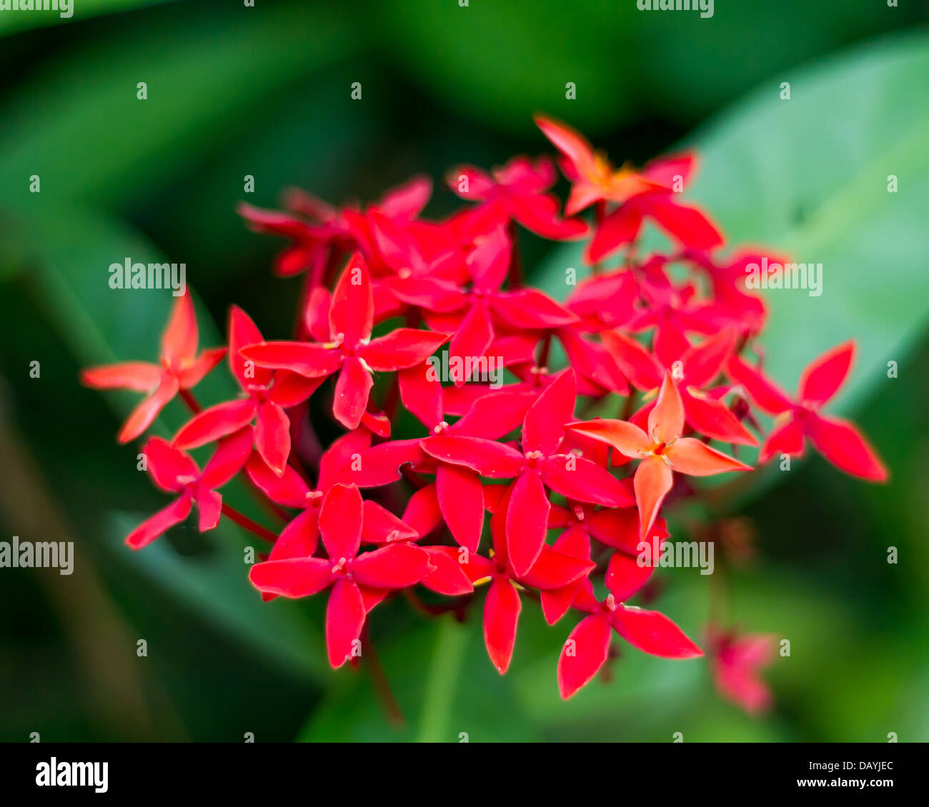 Red flower of rubiaceae family Ixora duffi Stock Photo - Alamy