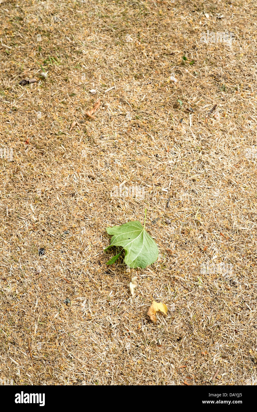 Green leaf on dry parched grass Stock Photo - Alamy