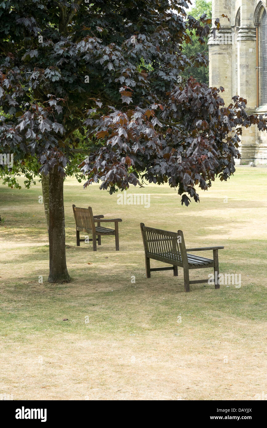 Empty park benches in the shade of a tree Stock Photo - Alamy
