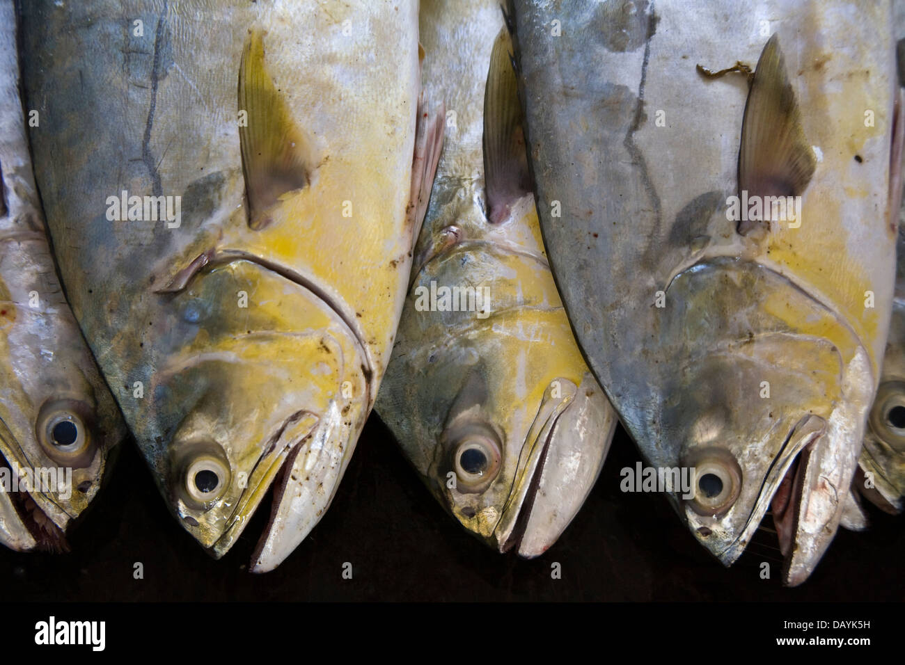 Yellowtail Fish Tuna