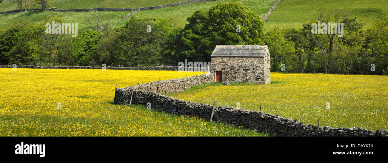 Panorama of iconic spring scene in Swaledale featuring stone barn and ...