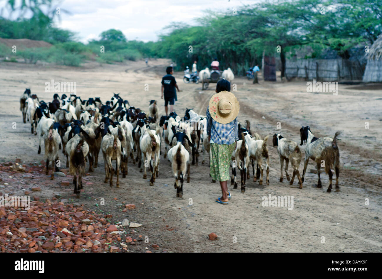 Girl with flock of goats,Bagan,Burma Stock Photo - Alamy