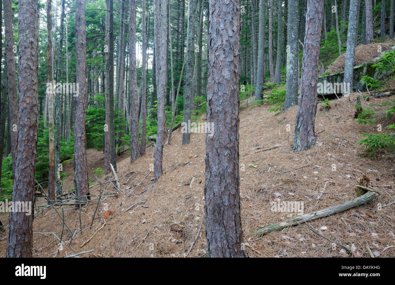 Chippewa national forest hi-res stock photography and images - Alamy