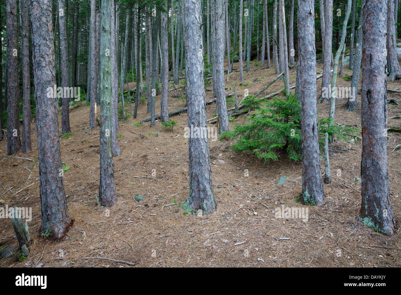 Chippewa national forest hi-res stock photography and images - Alamy