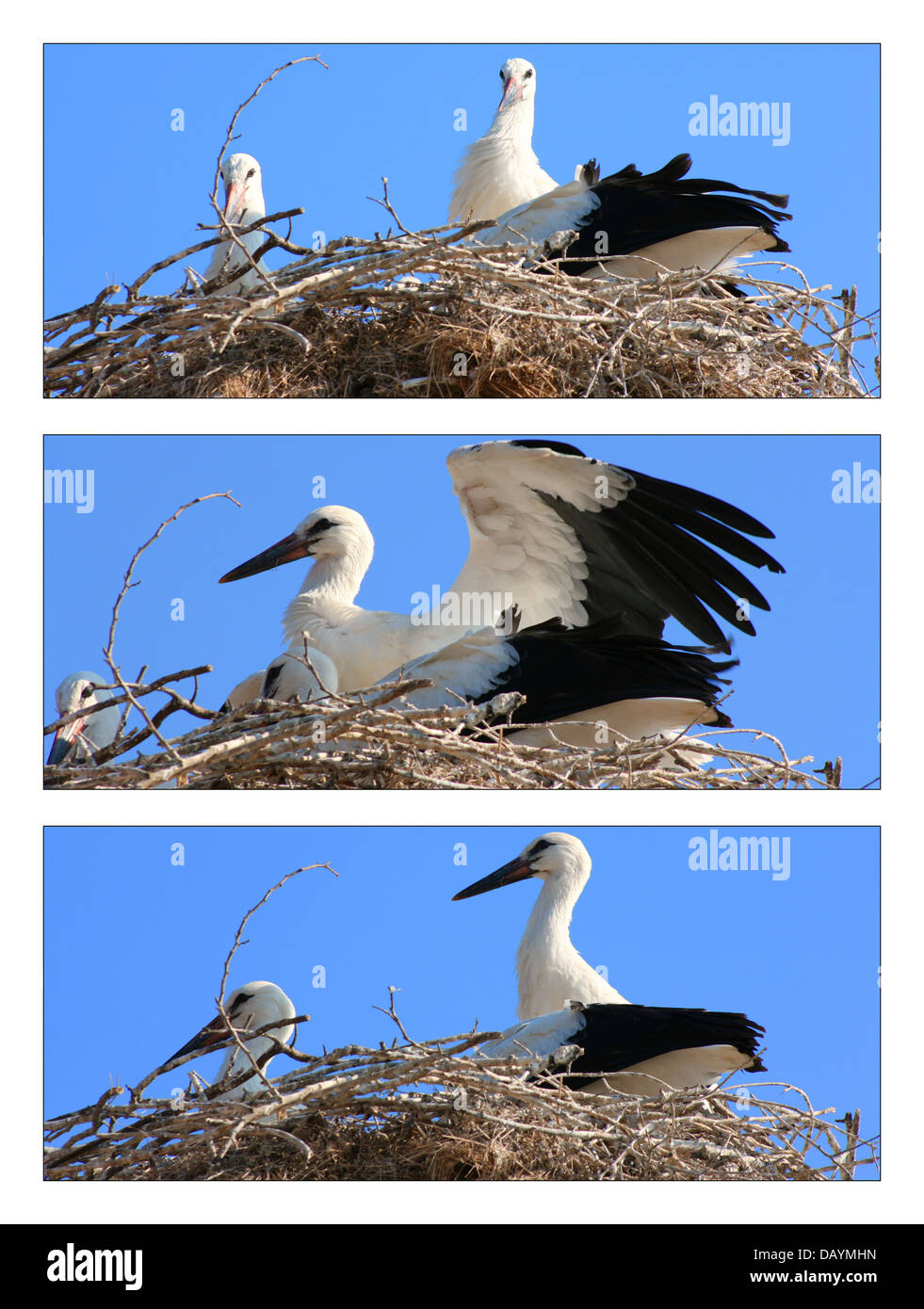 White stork family in nest Stock Photo - Alamy