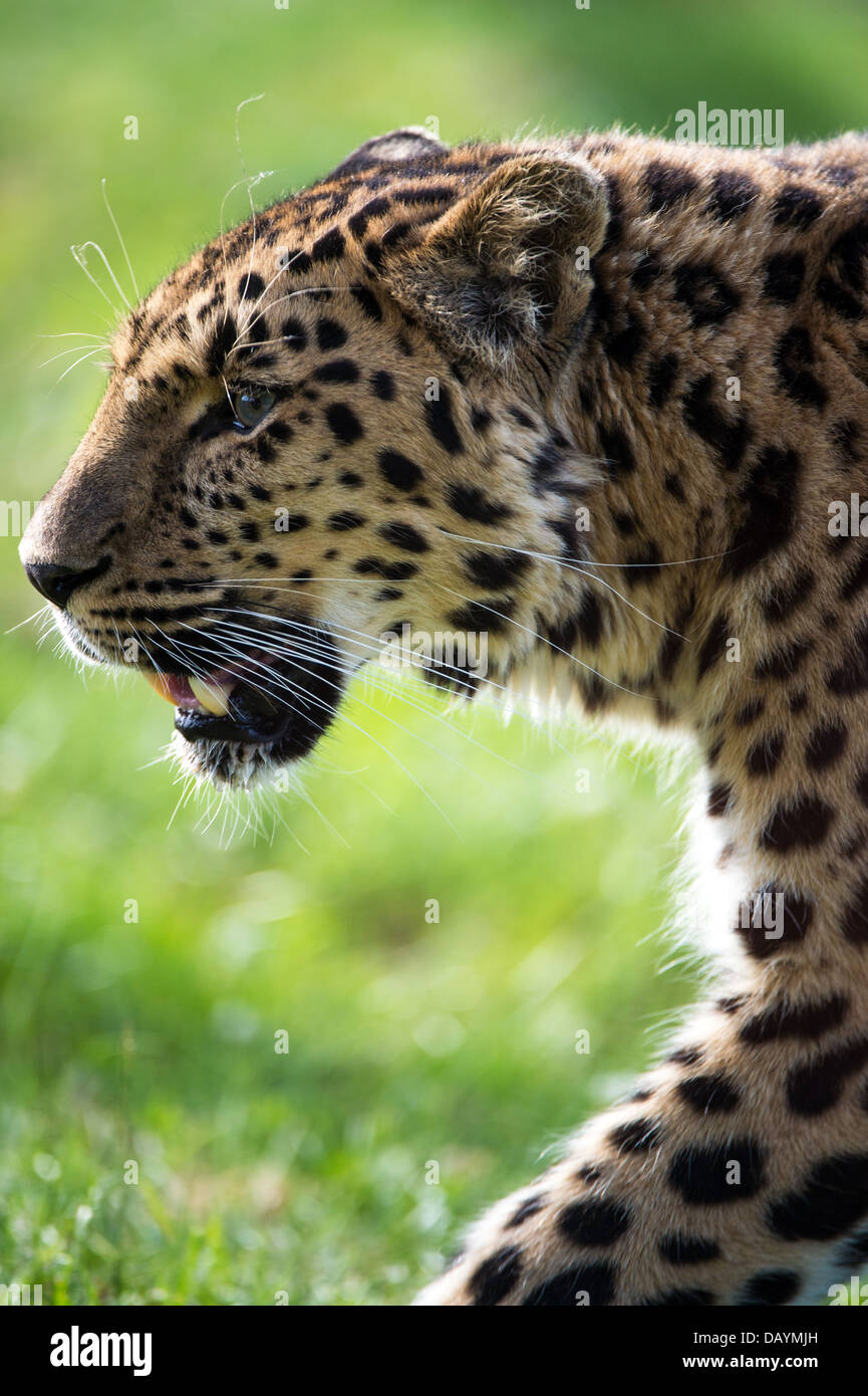 Amur leopard wildlife hi-res stock photography and images - Alamy