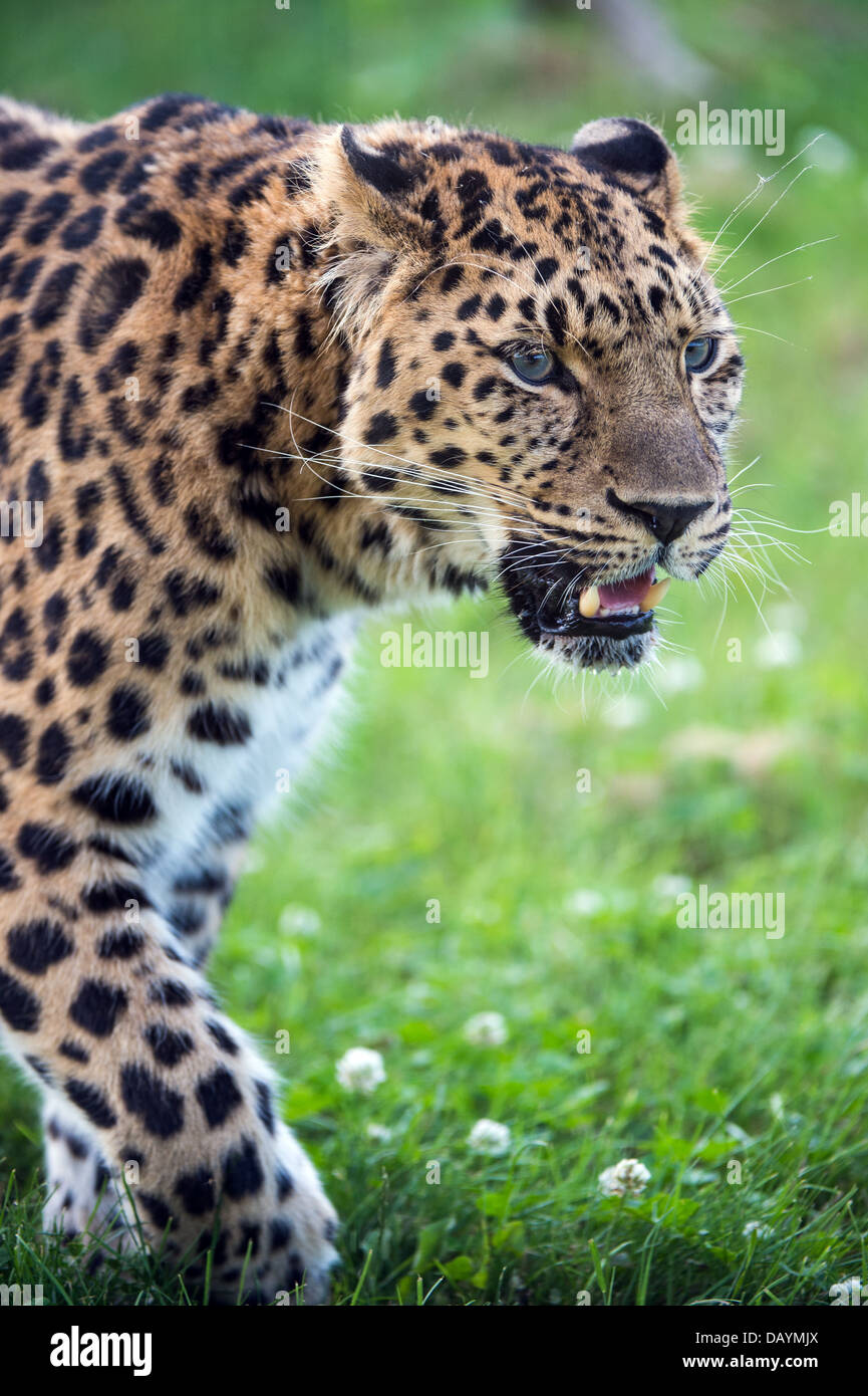 Amur leopard wildlife hi-res stock photography and images - Alamy