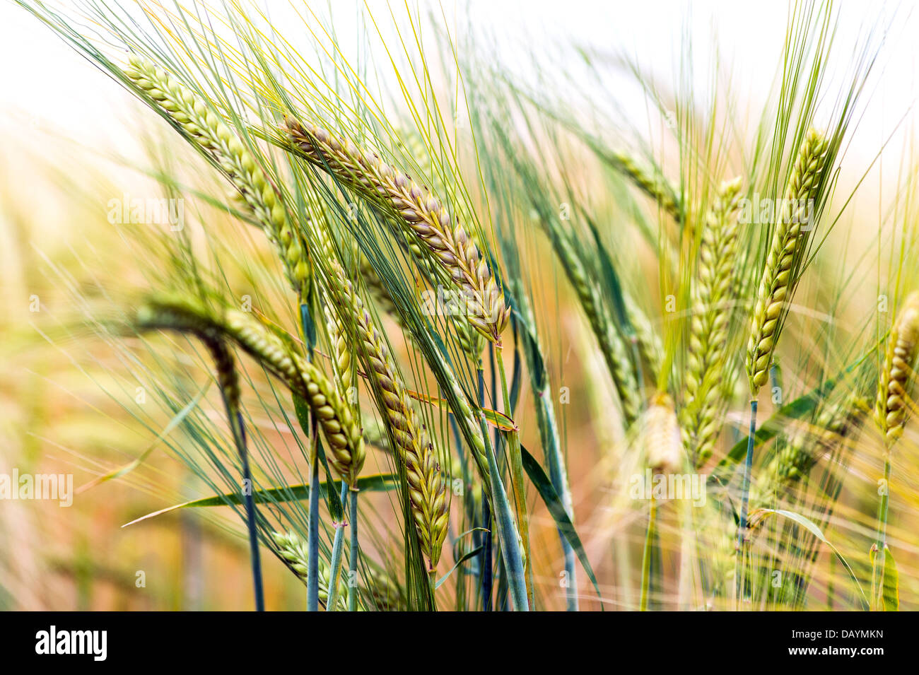 Vivid Sun Kissed Field of Barley Stock Photo - Alamy