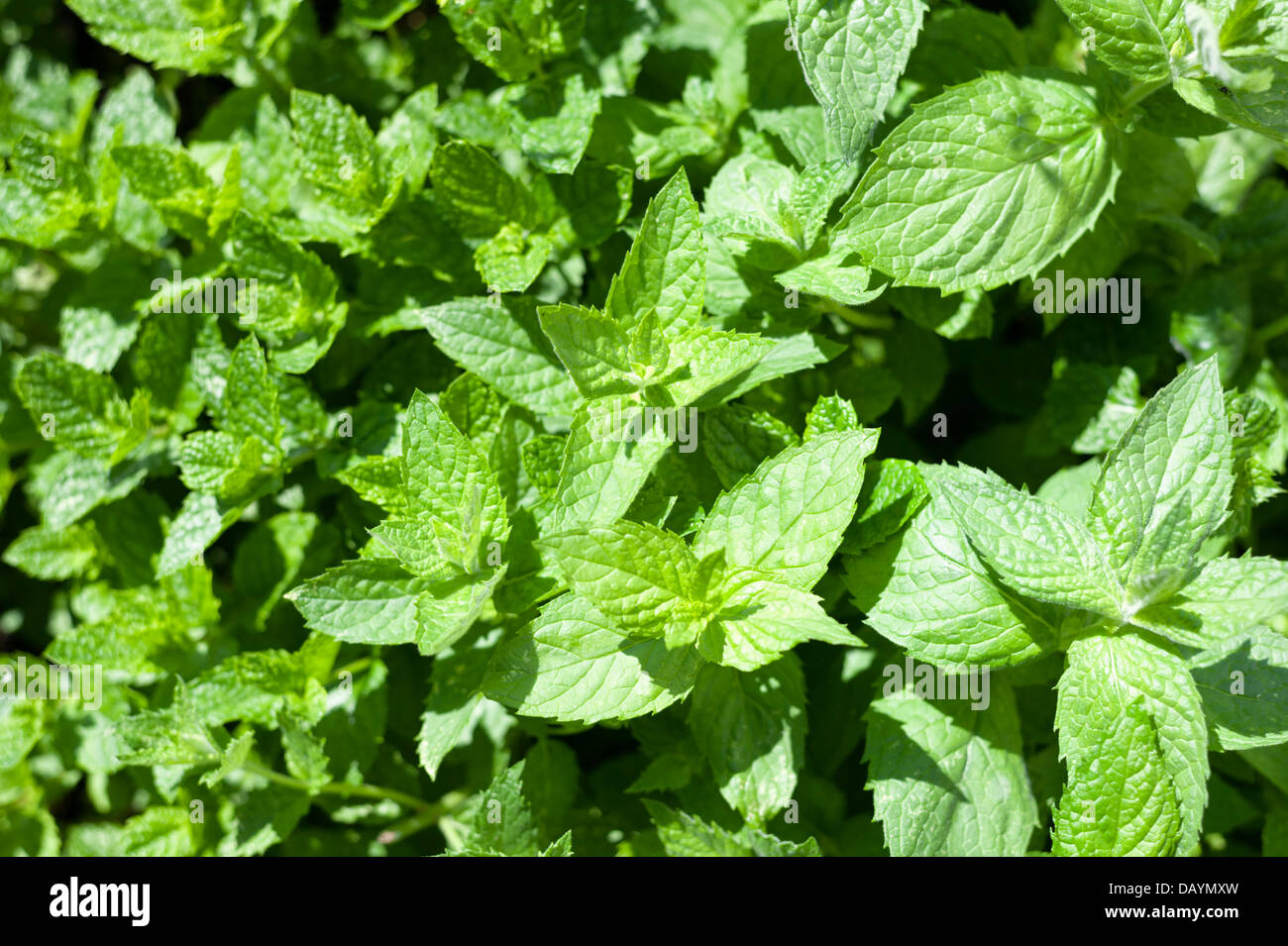 garden mint growing Stock Photo - Alamy