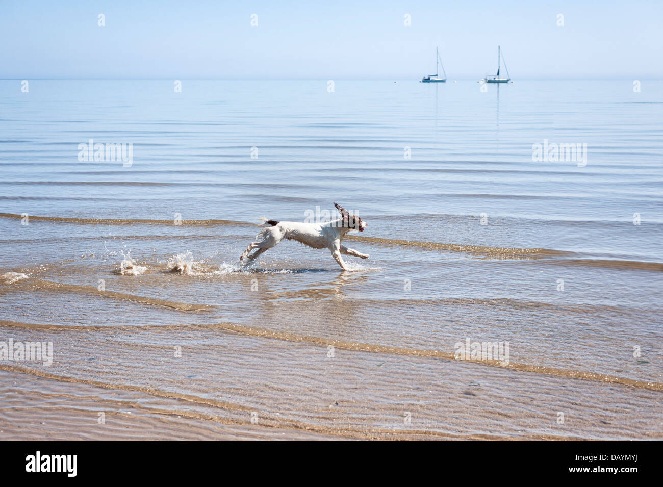 young dog running into the sea on a beach Stock Photo - Alamy