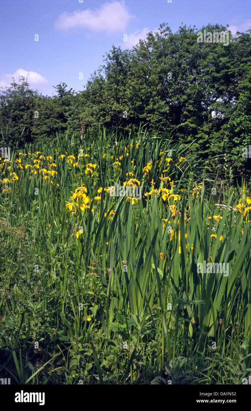 Clumps of iris hi-res stock photography and images - Alamy