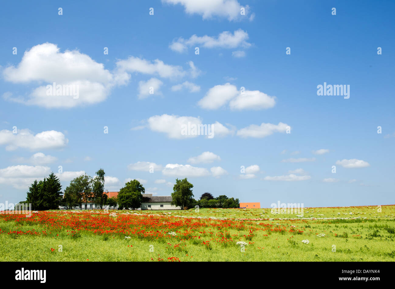 Summer view from the danish countryside at Lejre on Zealand Stock Photo ...