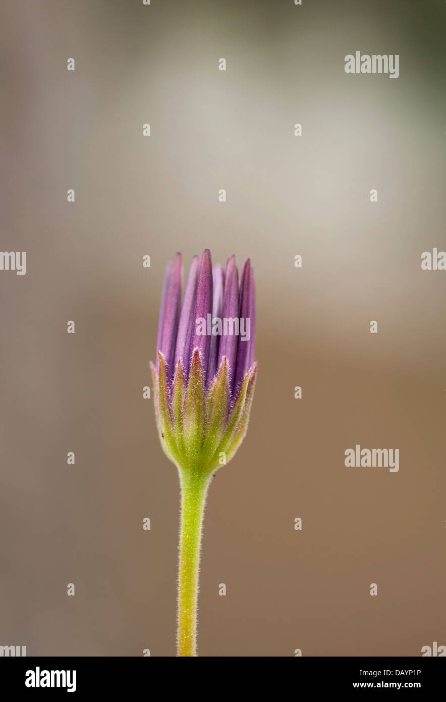 Small closed flower ready to open Stock Photo - Alamy