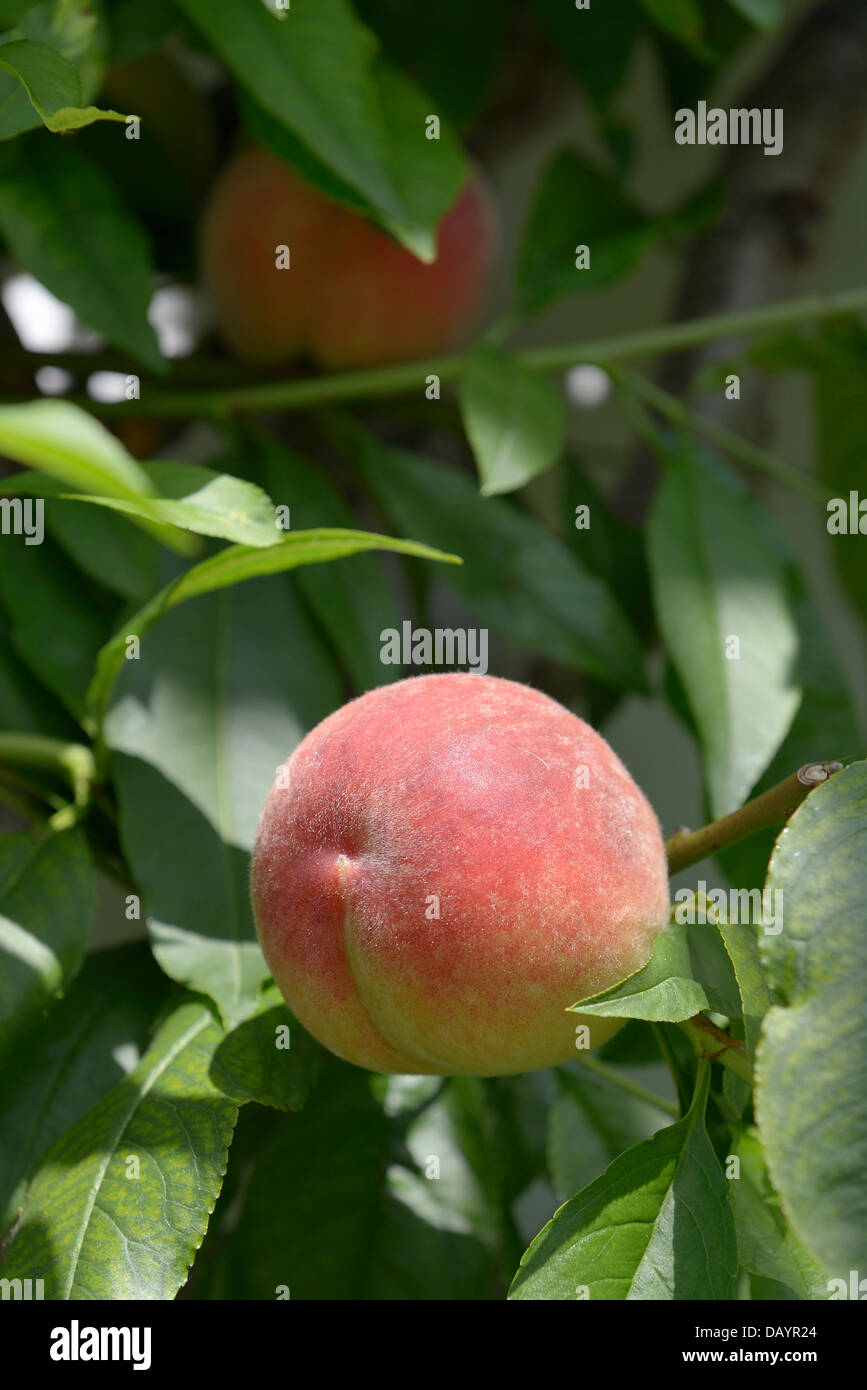 Growing peaches hi-res stock photography and images - Alamy
