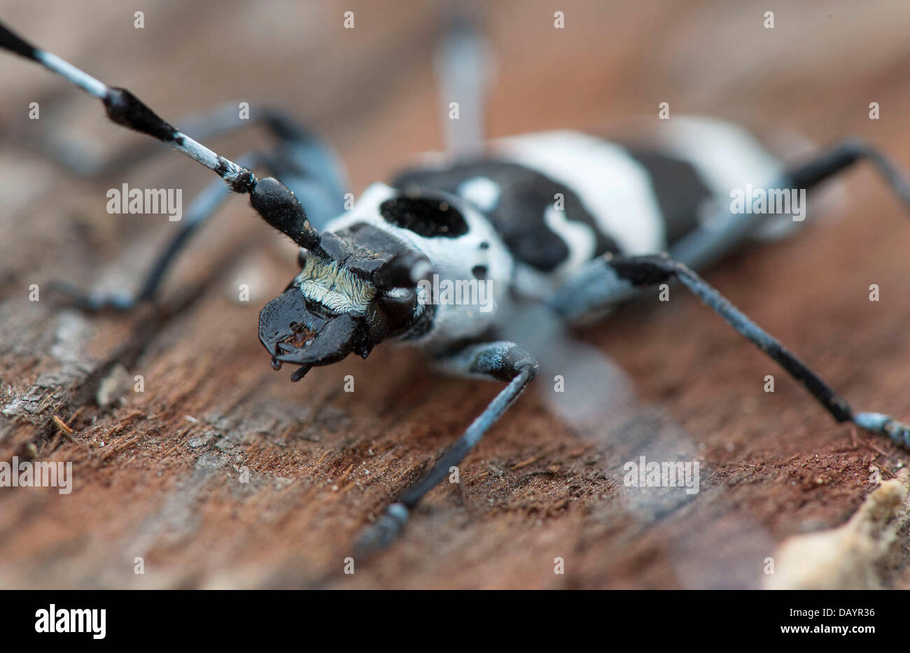 Banded alder borer hi-res stock photography and images - Alamy