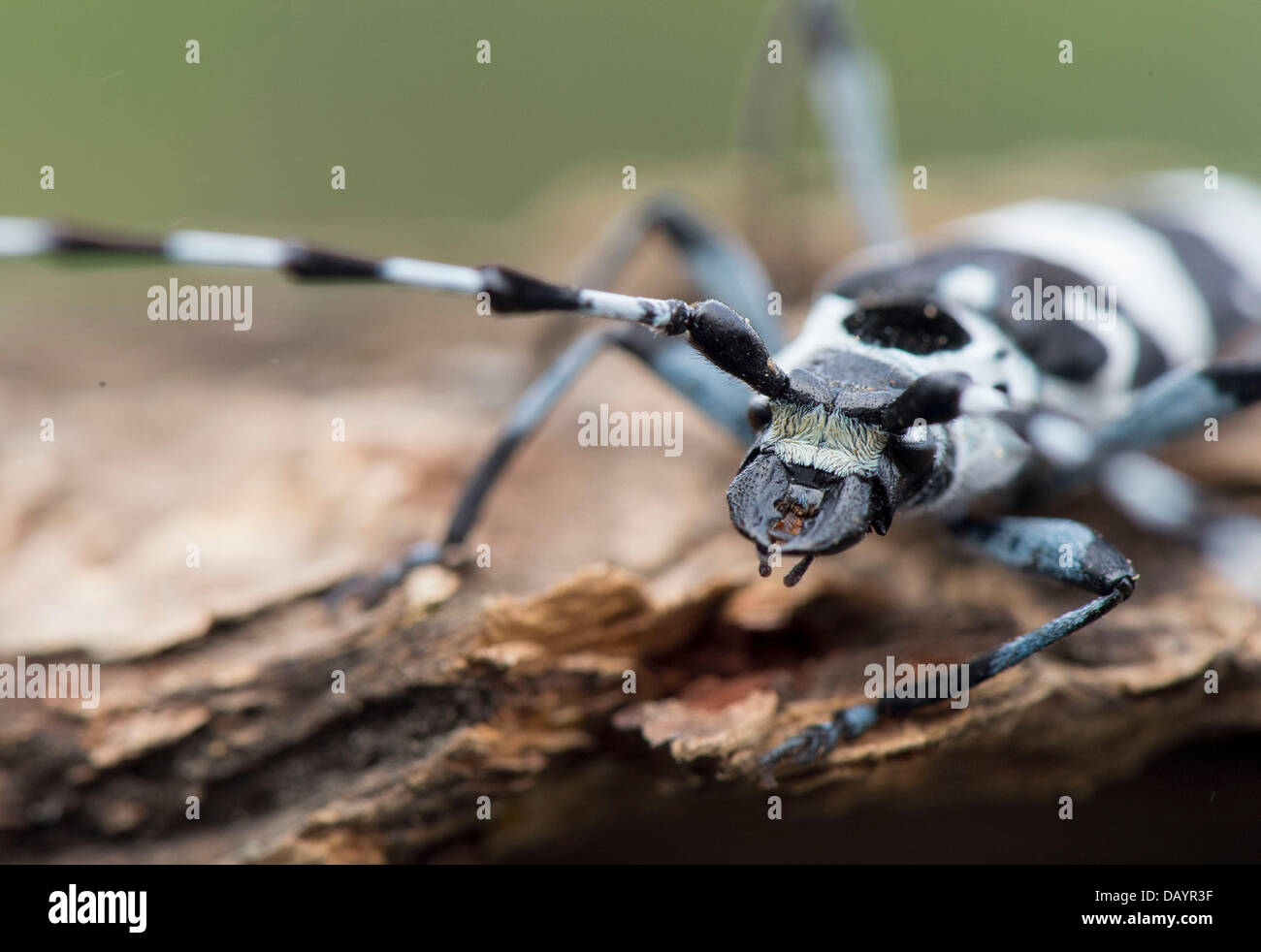 July 21, 2013 - Roseburg, Oregon, U.S - A large male banded alder borer ...