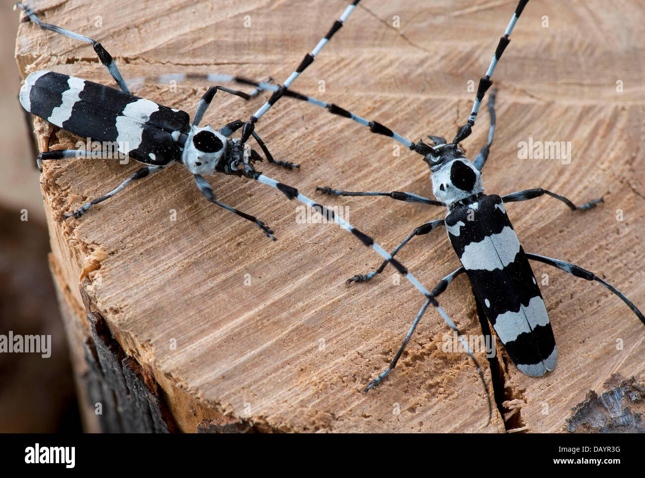 Two banded longhorn beetle two banded hi-res stock photography and ...