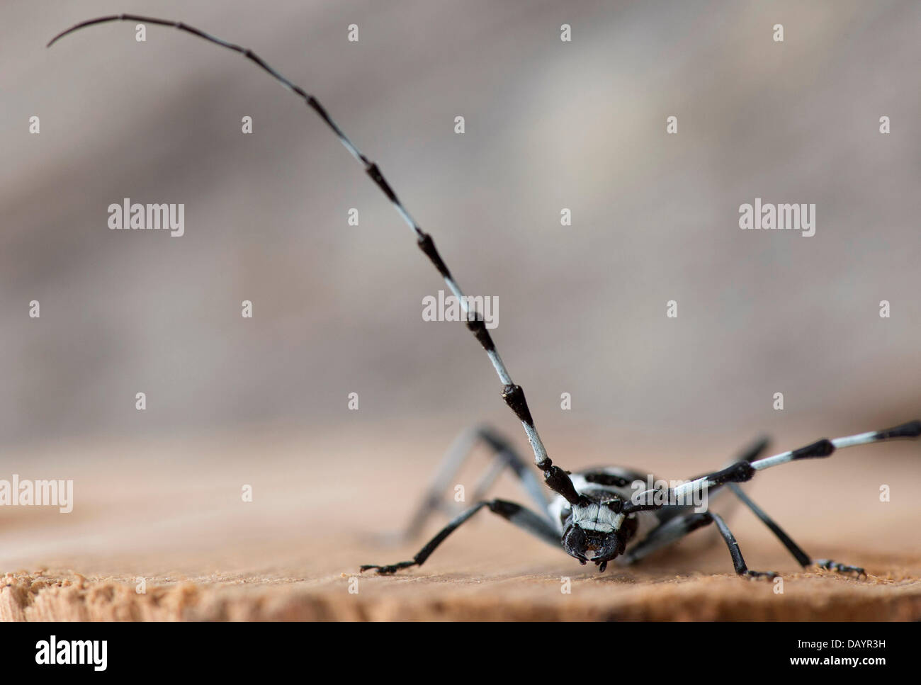 Alder borer hi-res stock photography and images - Alamy