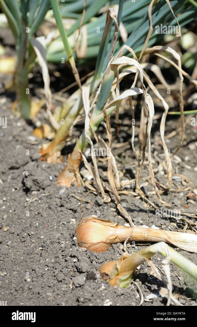 Onion Seedlings Falling Over