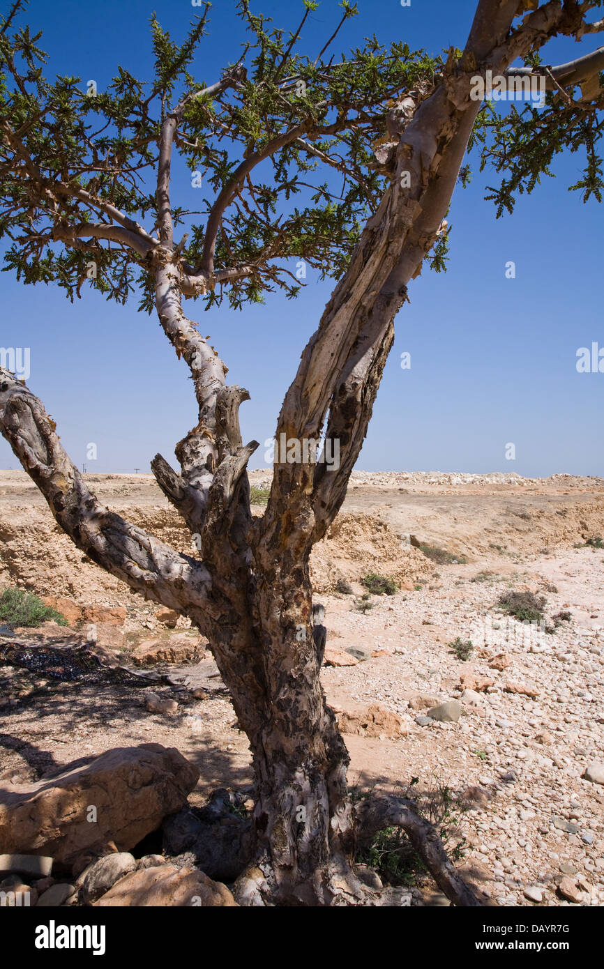 Frankincense is derived from the aromatic sap of the frankincense tree ...