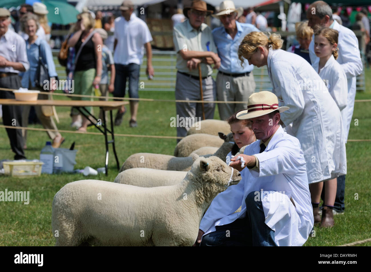 Old country sheep breed hi-res stock photography and images - Alamy
