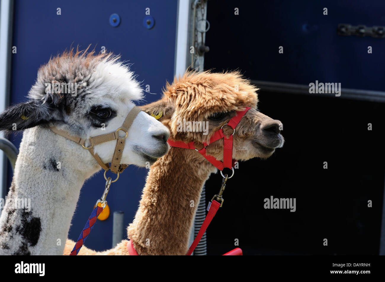 Alpaca enclosure hi-res stock photography and images - Alamy