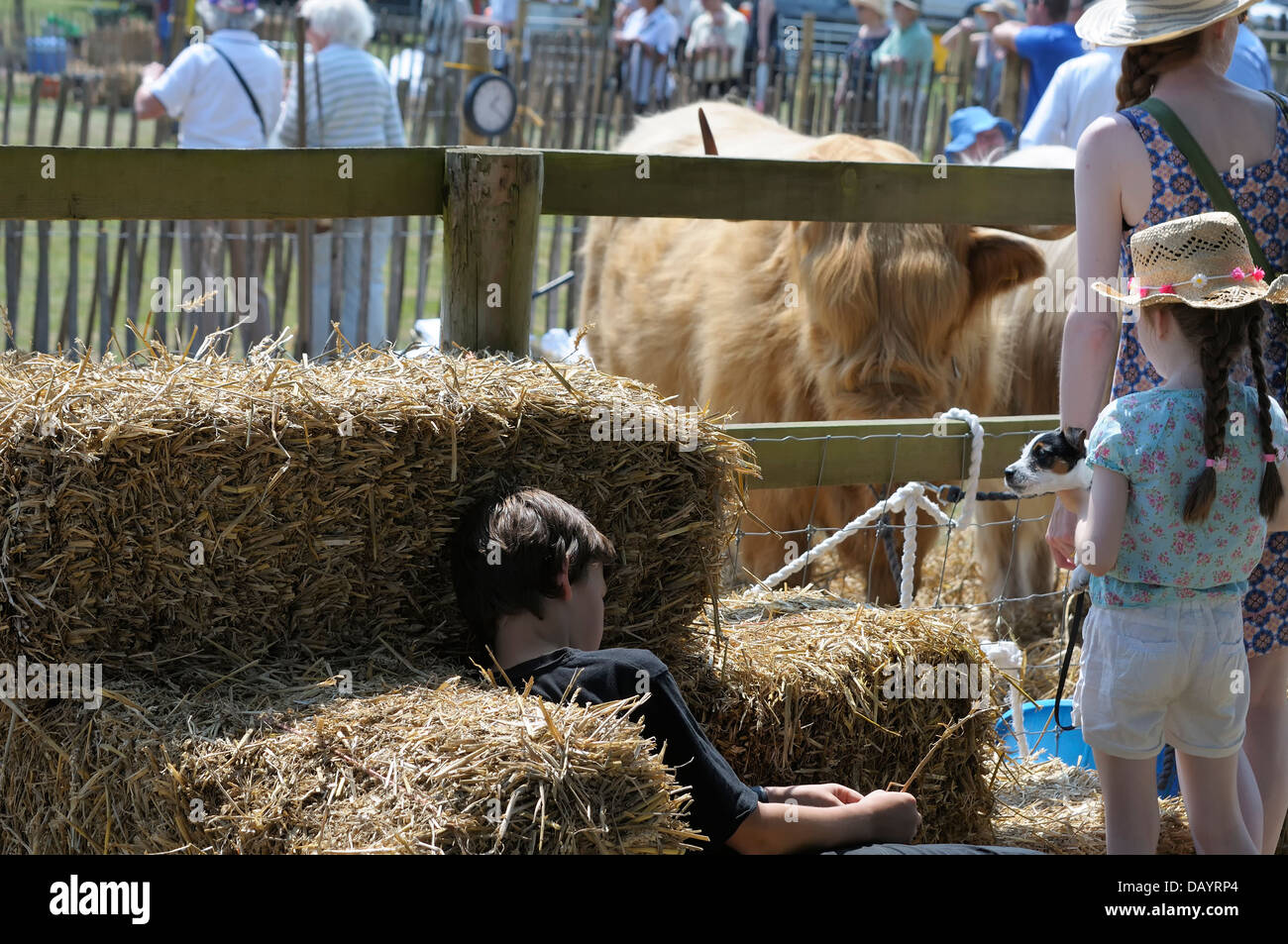 spectators and onlookers at the highland cow enclosure showing a young ...