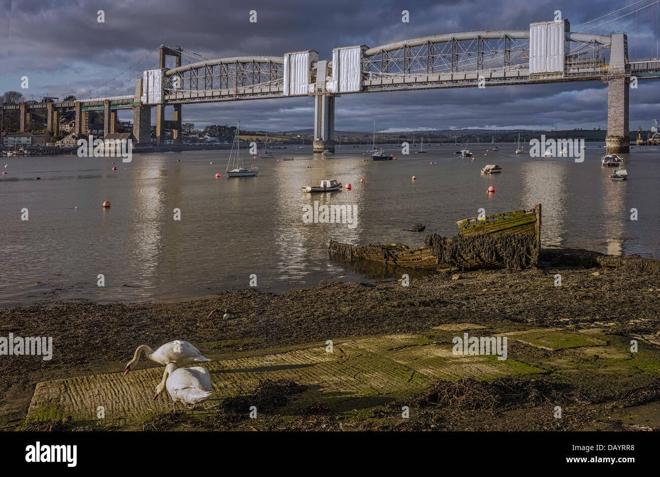Prince Albert Bridge over the river Tamar with rotting boat and swans ...