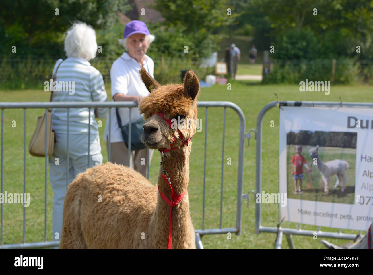 Talking alpaca hi-res stock photography and images - Alamy