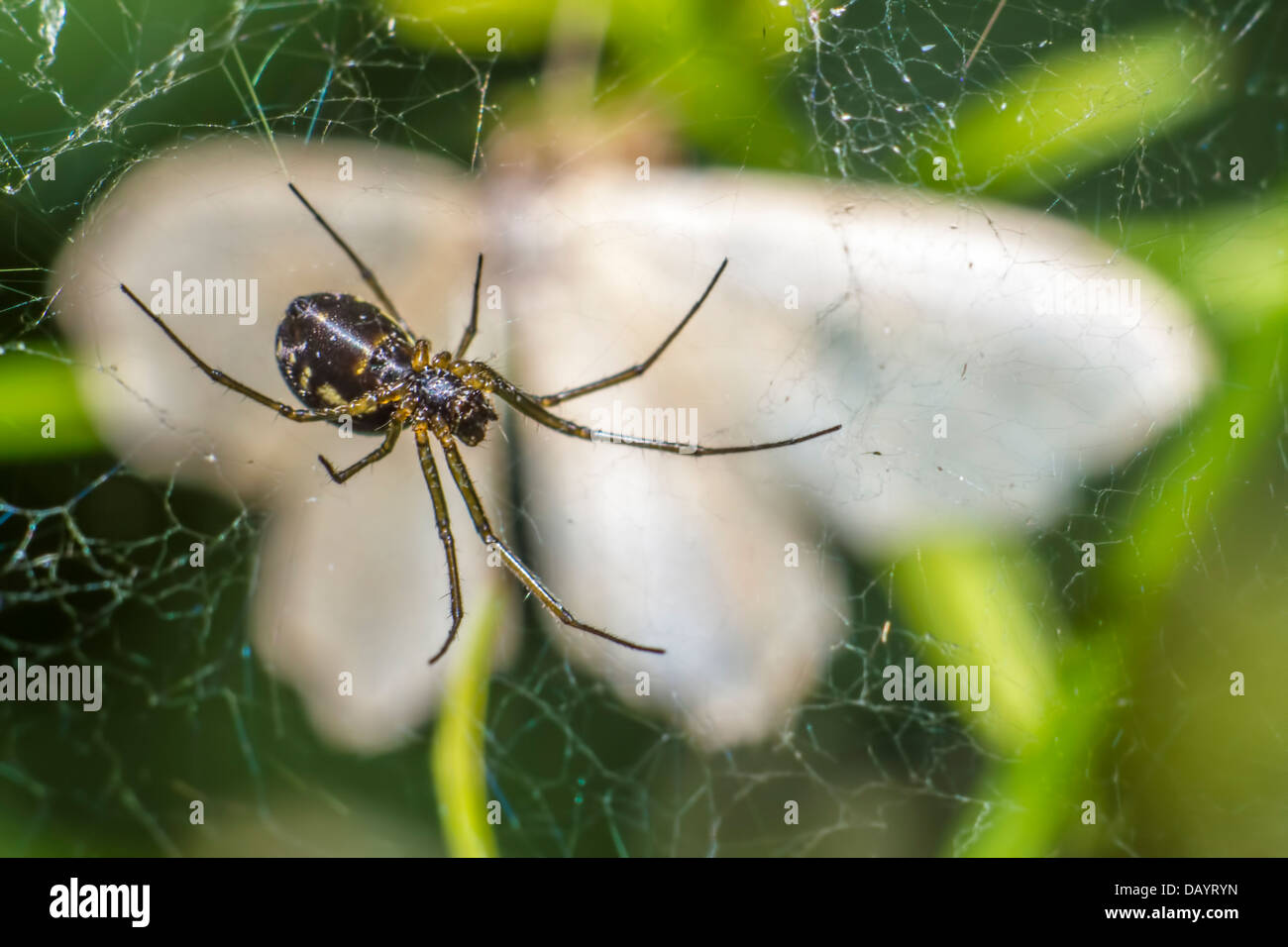 The forest spider Stock Photo - Alamy