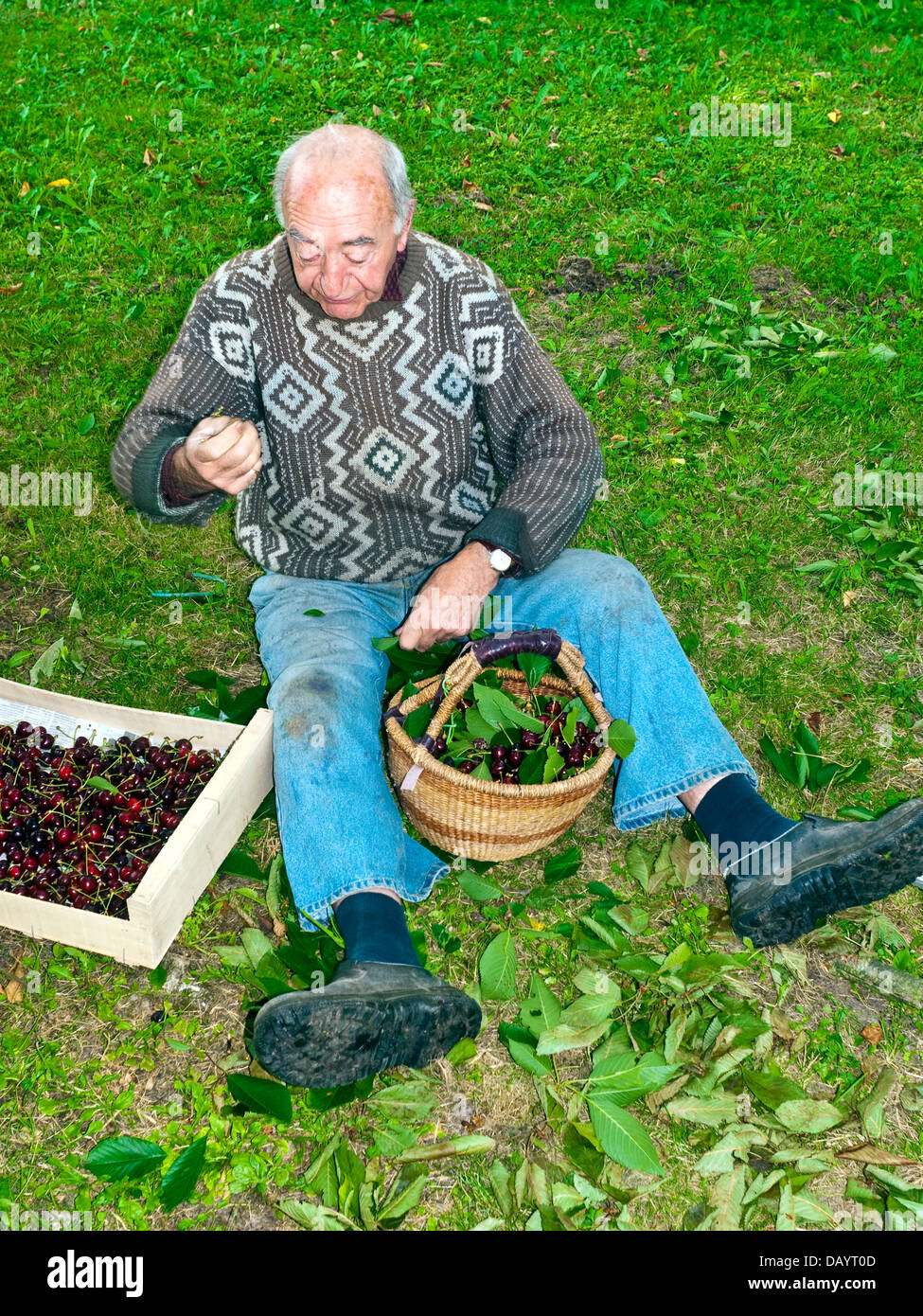 Elderly man sorting ripe, red cherries - France Stock Photo - Alamy