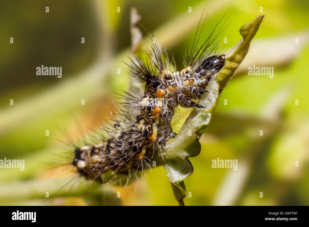 The caterpillar larva Stock Photo - Alamy