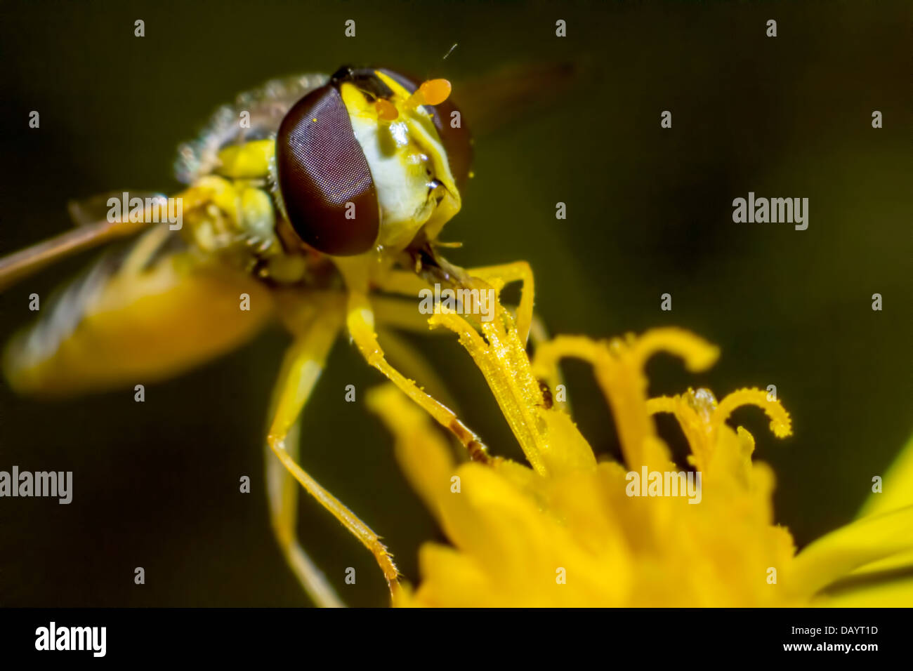 Portrait of a fly Stock Photo - Alamy
