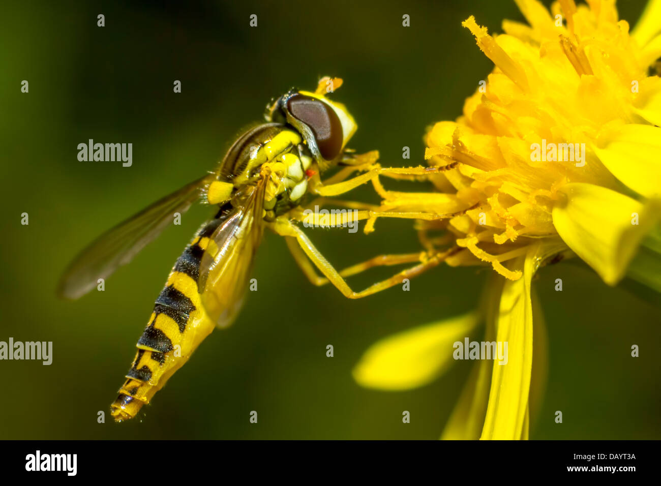 Portrait of a fly Stock Photo - Alamy