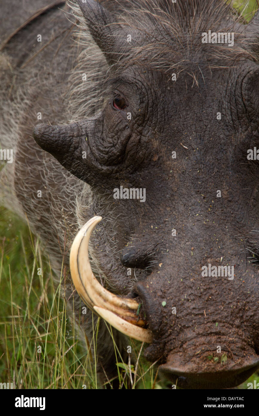 Closeup warthog hi-res stock photography and images - Alamy