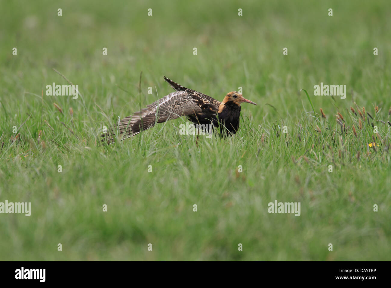 Ruff (Philomachus pugnax) stretching it's wing. Photographed at ...