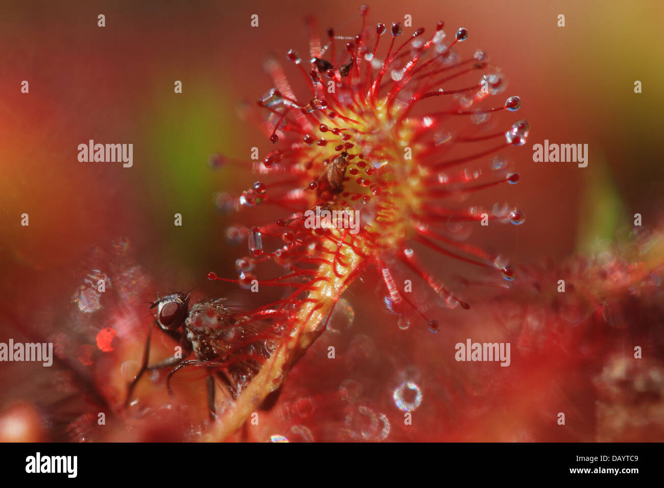 Round-Leaved Sundew(Drosera rotundifolia) and fly. Photographed in ...