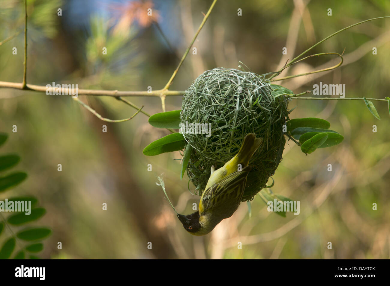 A weaver bird male building his nest Stock Photo - Alamy