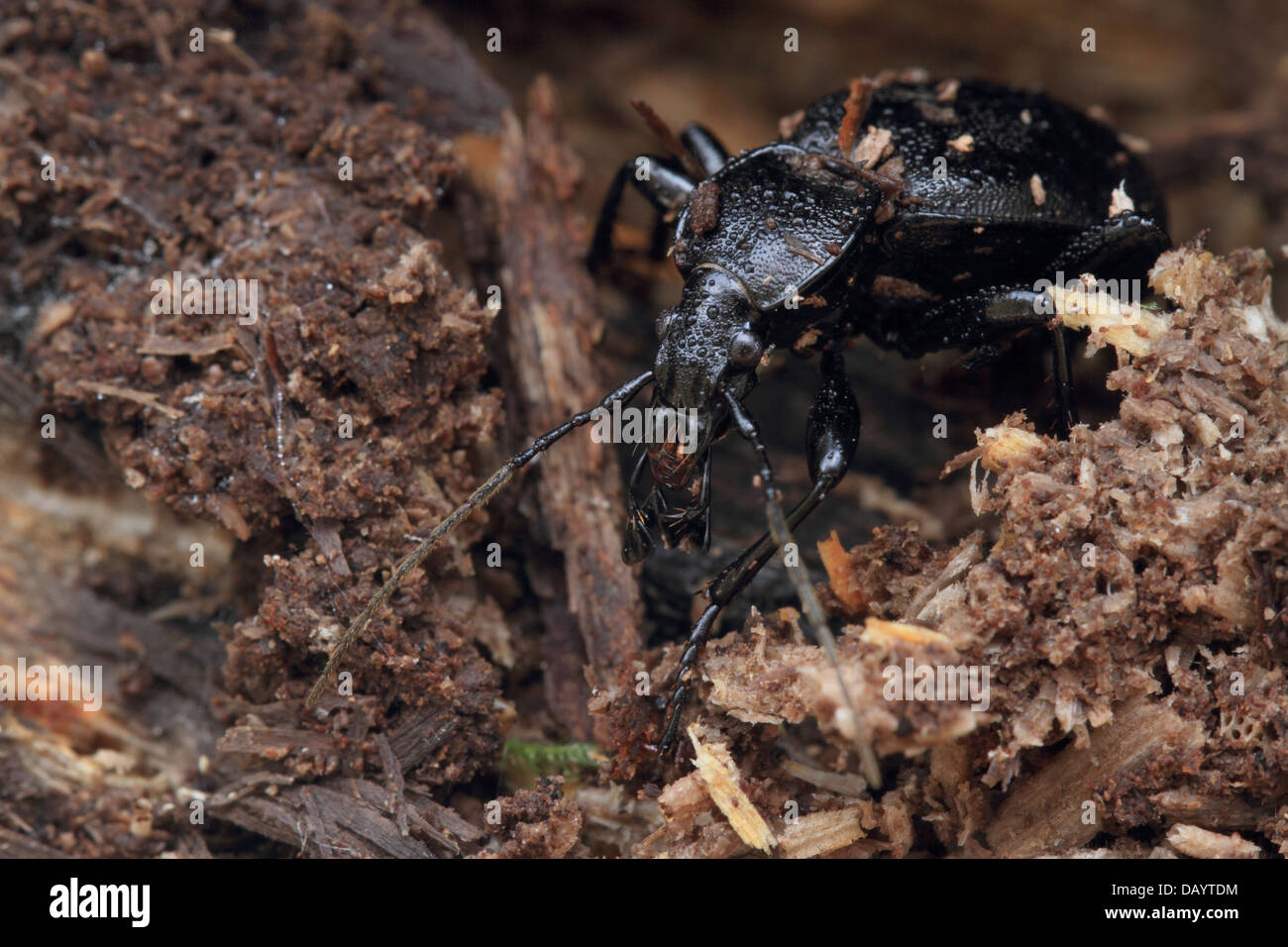 Hibernating insects waking up hi-res stock photography and images - Alamy