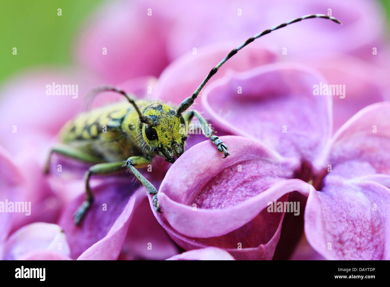 Saperda Scalaris Longhorn Beetle High Resolution Stock Photography and ...