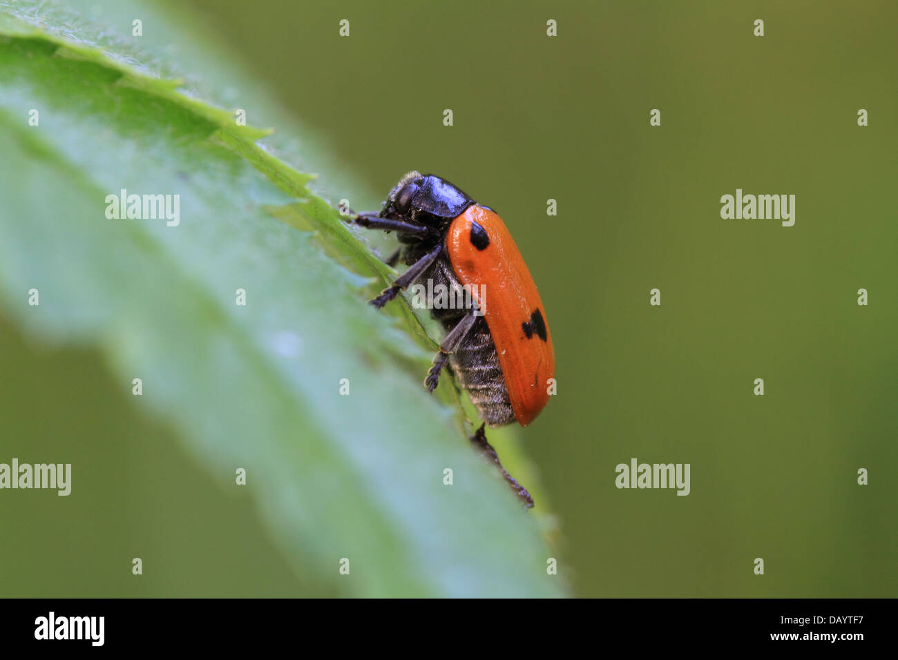 Four Spotted Leaf Beetle (Clytra quadripunctata) photographed in Hune ...